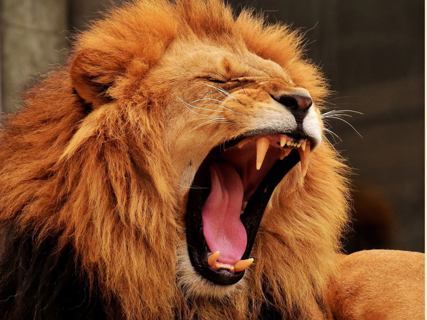 Animales carnívoros: cuáles son, ejemplos, características y tipos ...