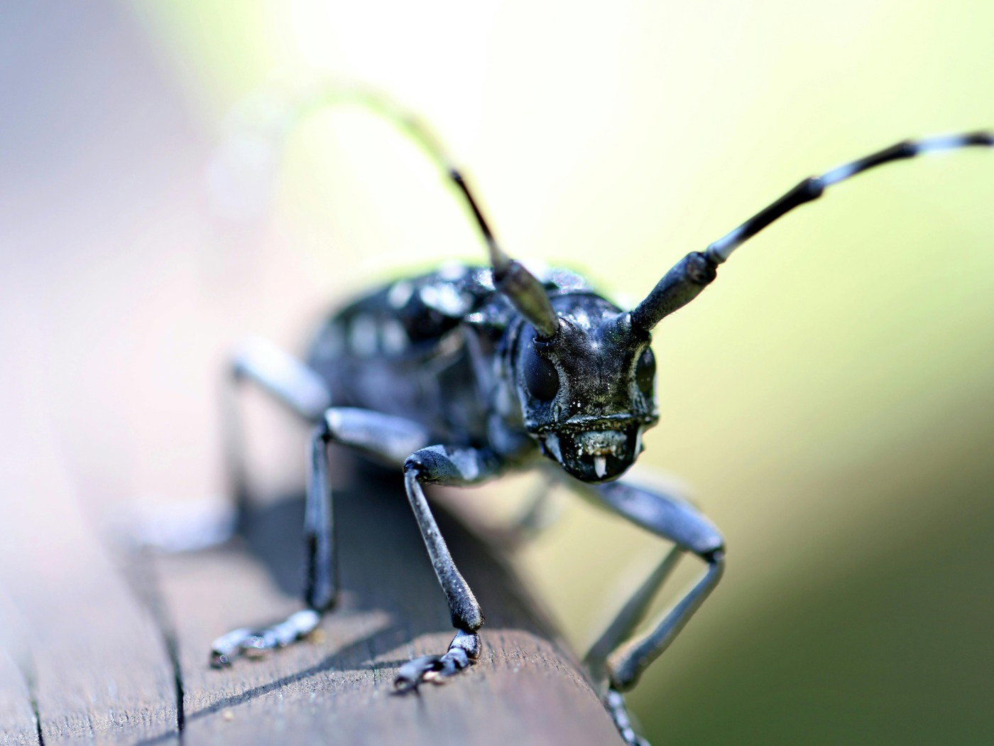 Animales Invertebrados: qué son, cuáles son, tipos y ejemplos ...