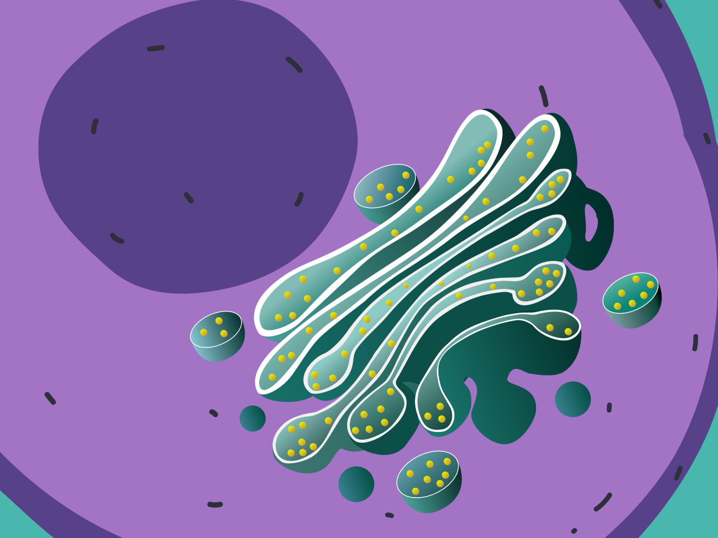 Dibujo Del Aparato De Golgi Qué Es El Aparato De Golgi