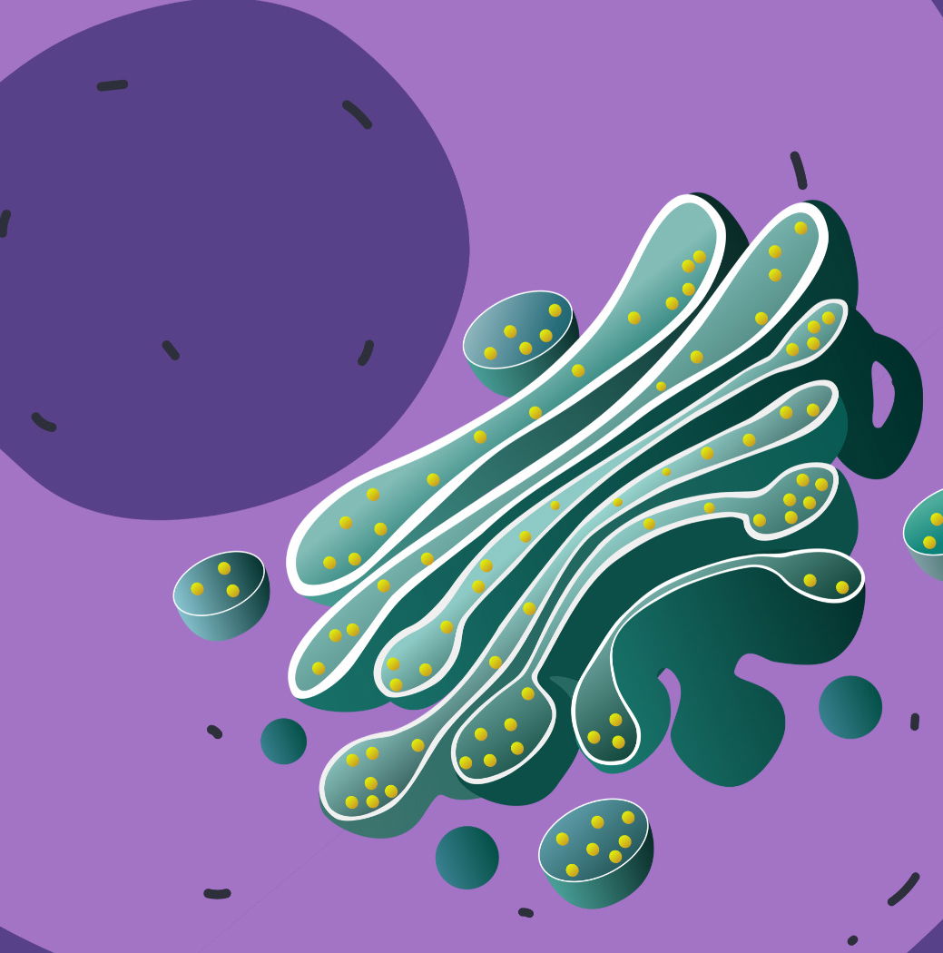 Complejo De Golgi Animal Célula Animal | Gianni | UDocz