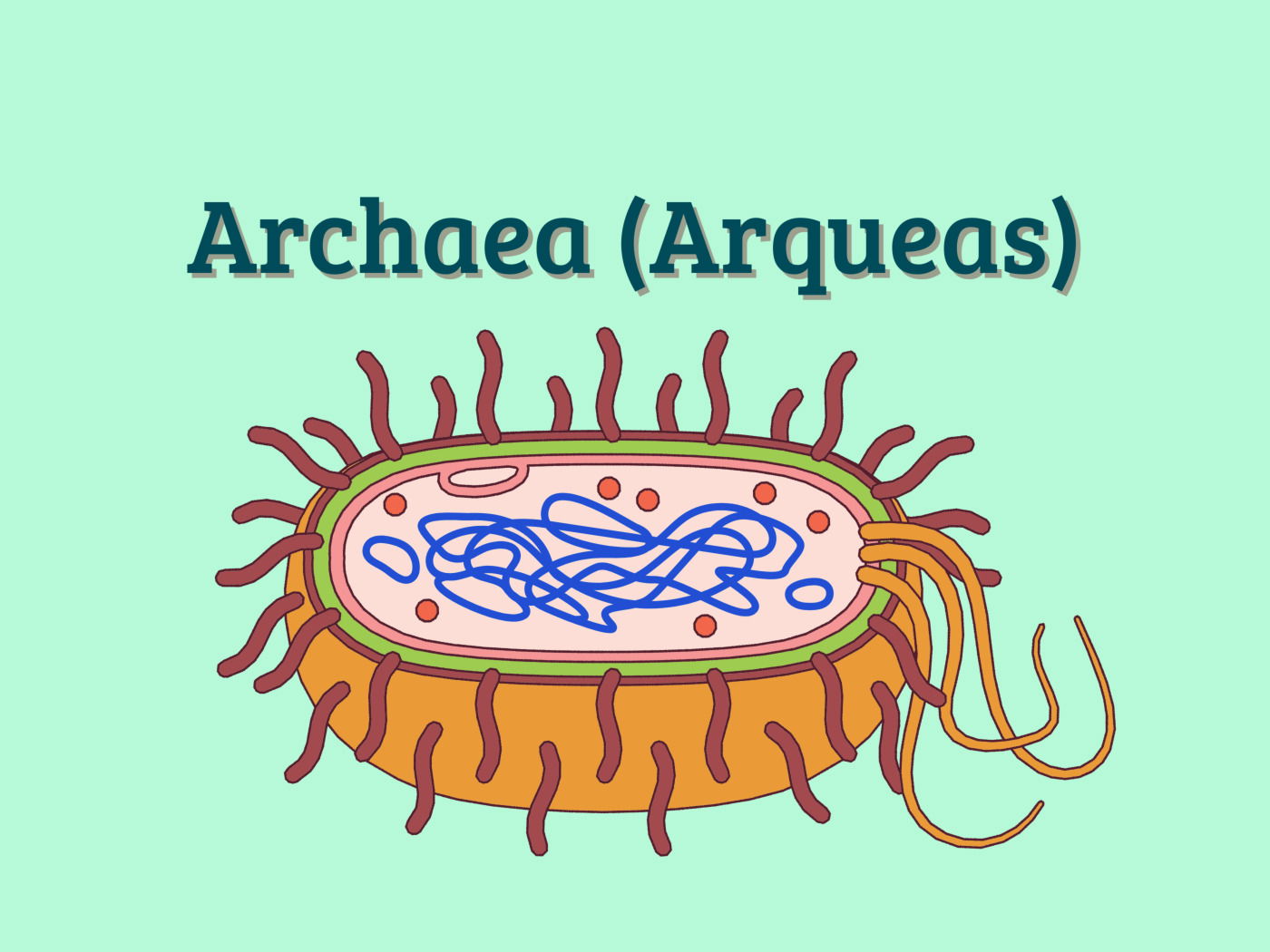 Archaea o arqueas (reino y dominio): qué son, características y ...