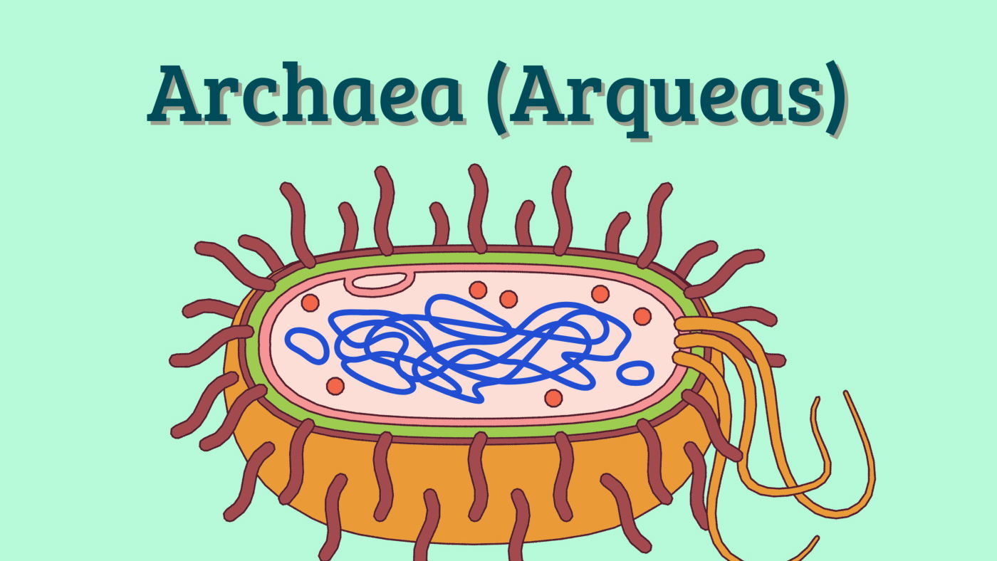 Ejemplos De Nombres De Arqueobacterias Devoradores De Rocas,