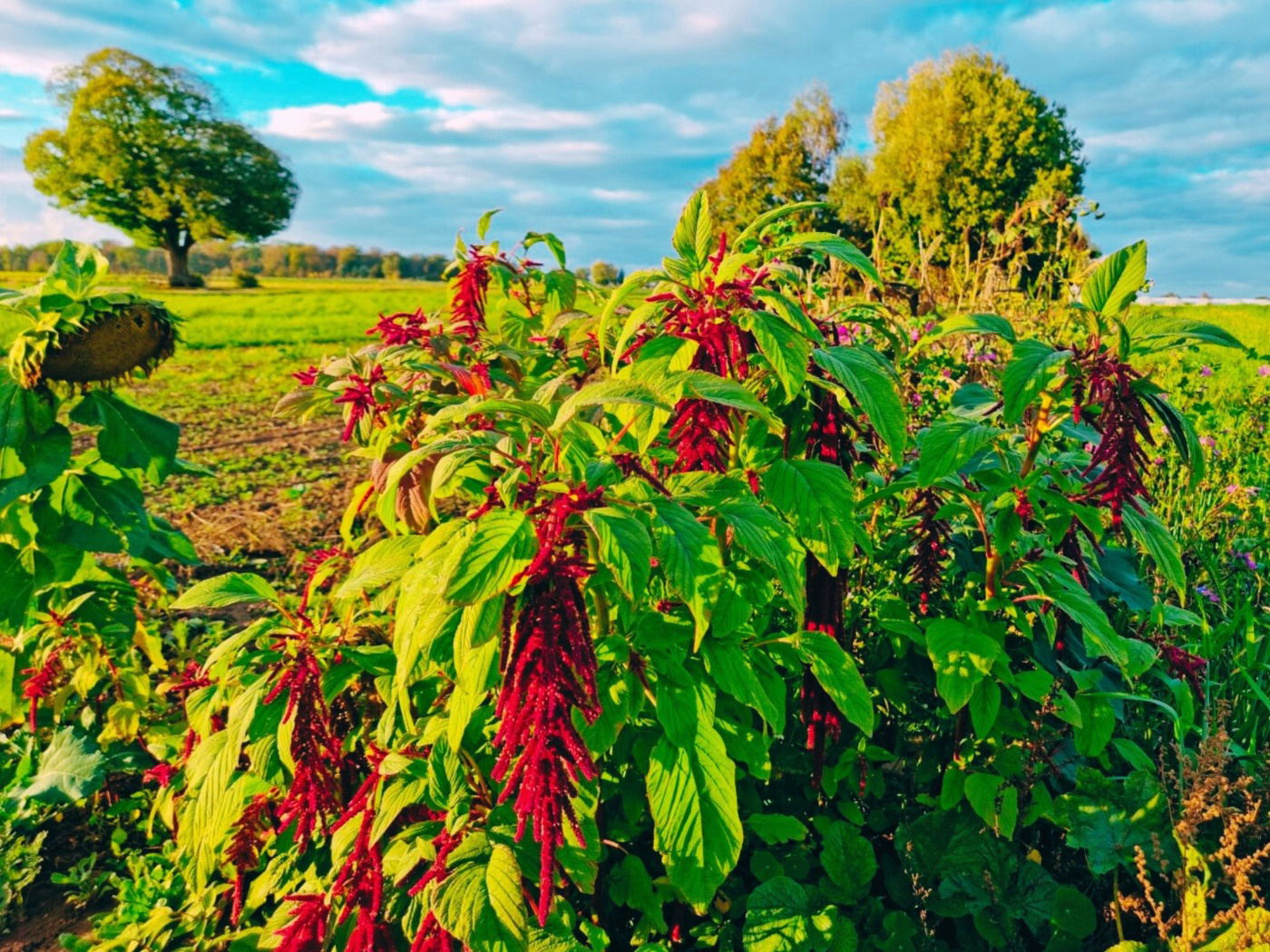 Bledo (planta): qué es, para qué sirve y propiedades medicinales ...