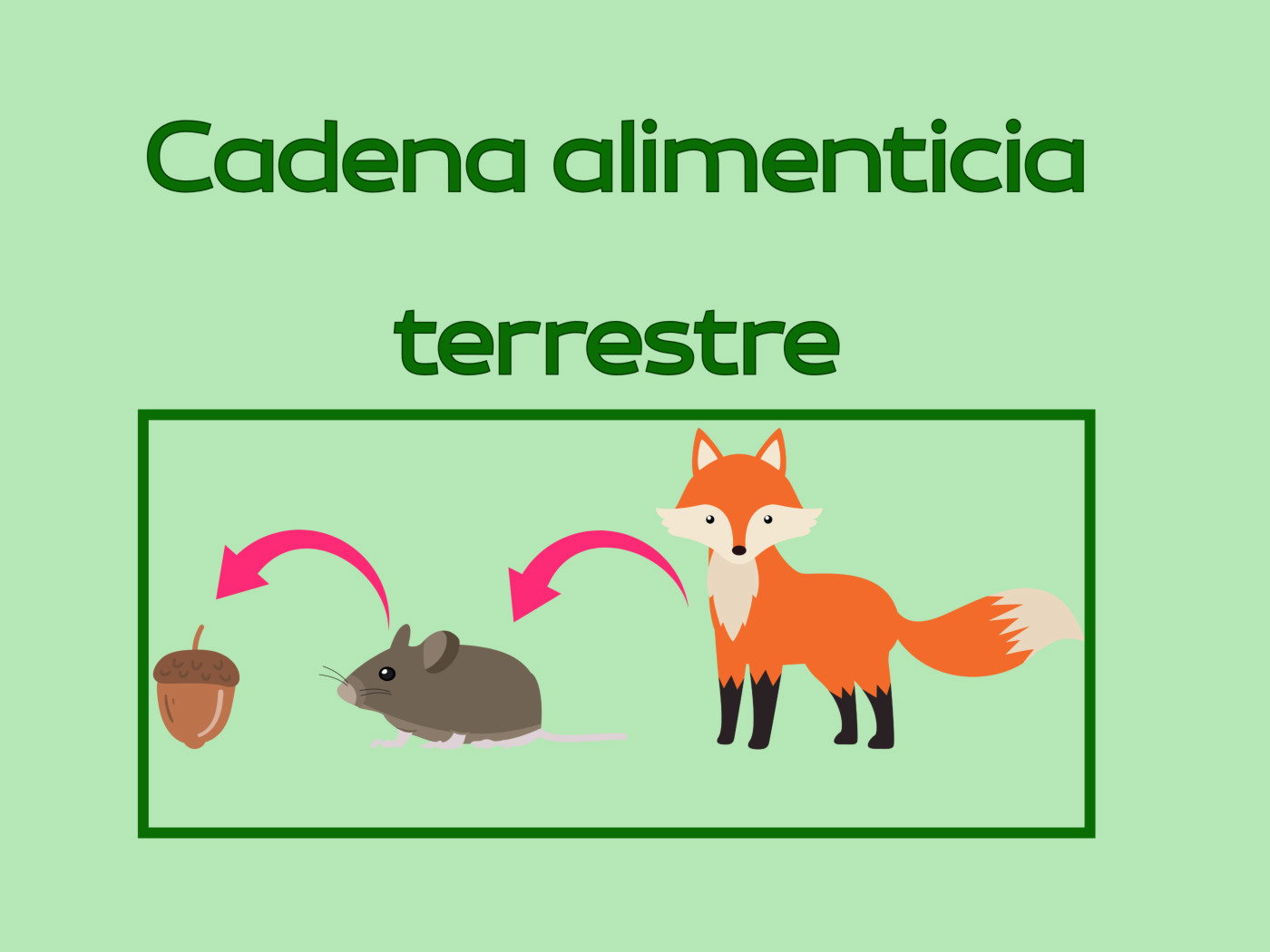 Cadena Alimentaria Del Ecosistema Terrestre