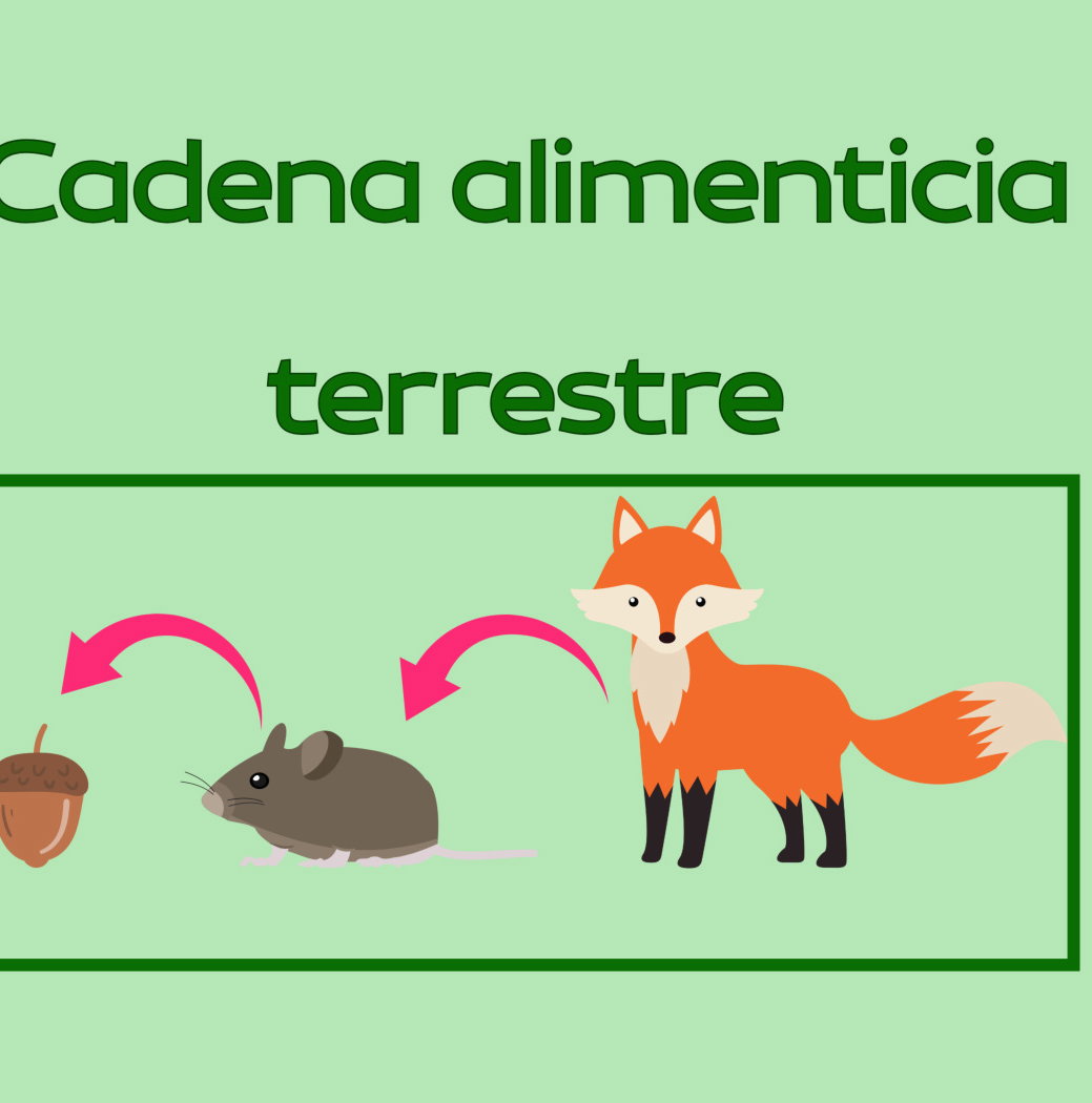 Cadena Alimenticia Productores Y Consumidores Con Ejemplos Toda