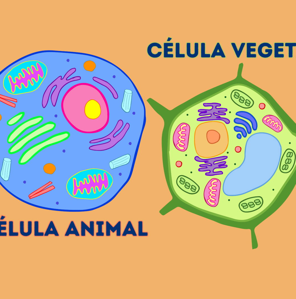 Identifica Las Partes De La Celula Citoplasma: Qué Es, Función Y