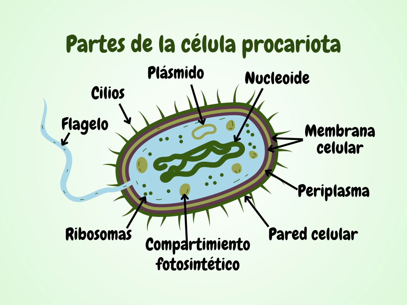 Membrana Celular Simple