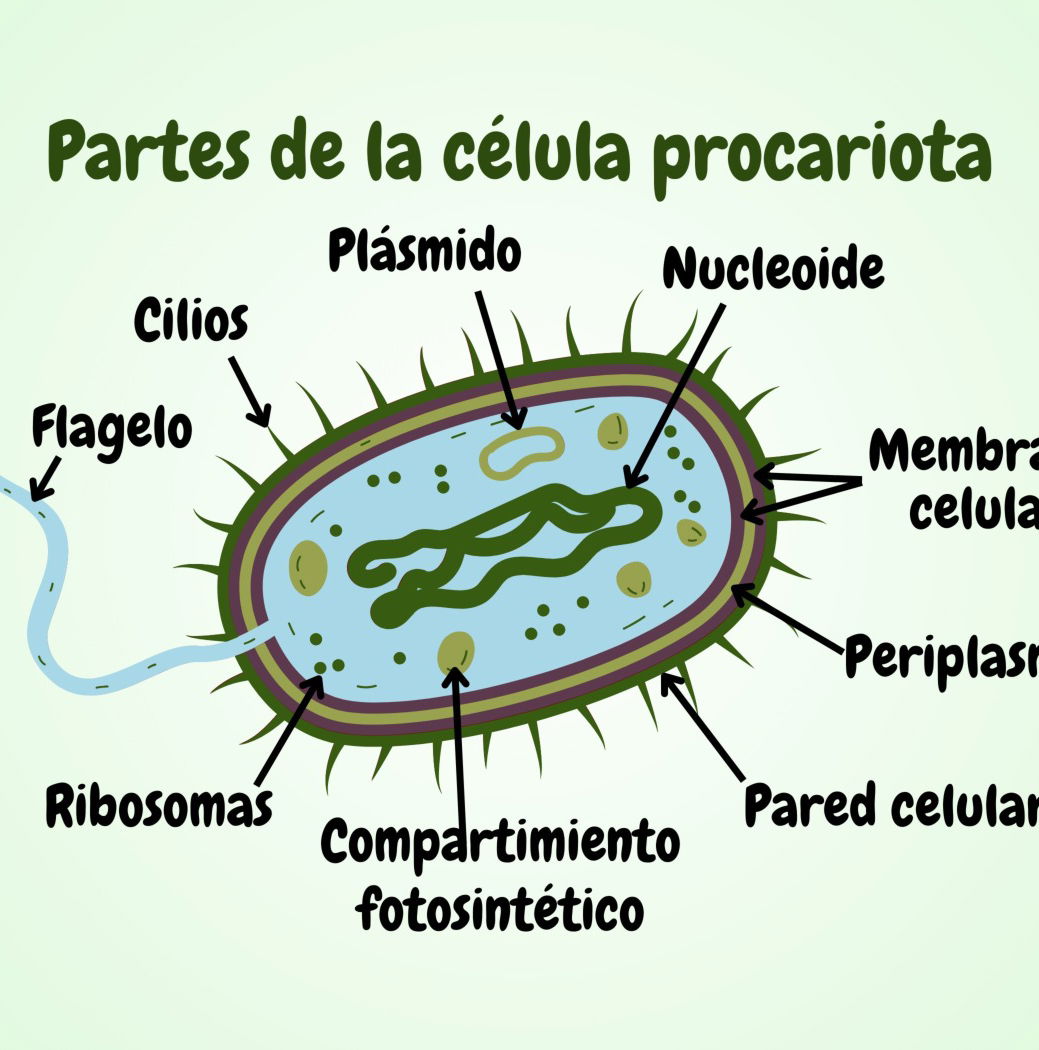 Anatomía De La Célula Procariota