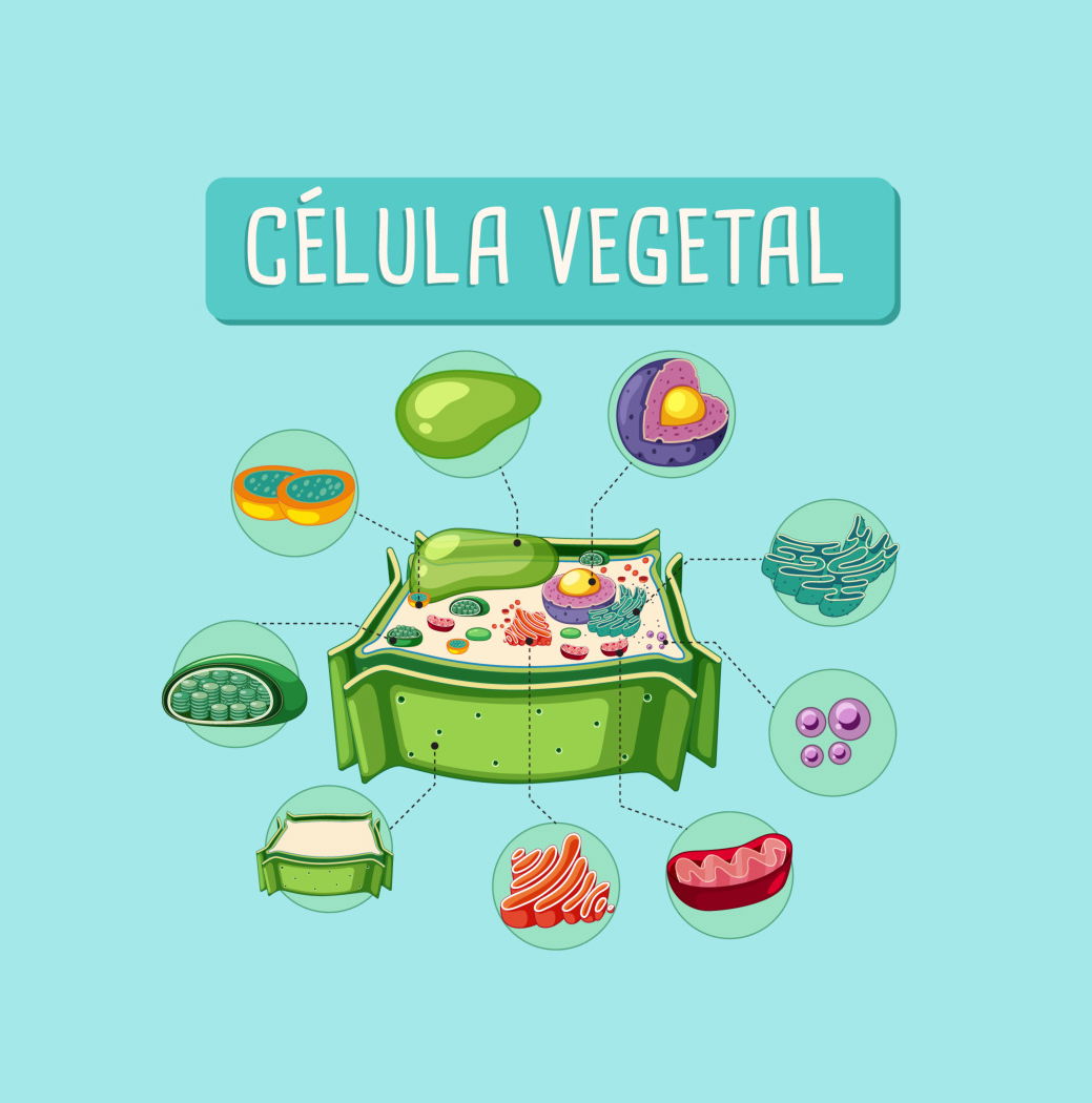 Las Partes De La Celula Vegetal Y Sus Funciones