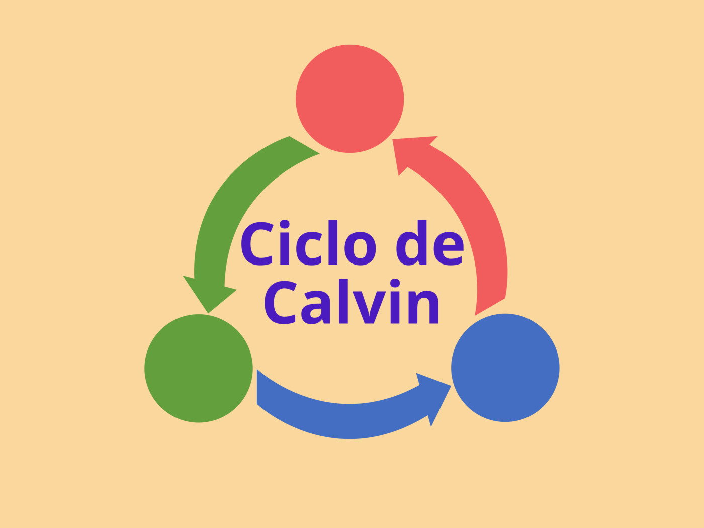Entradas Y Salidas Del Ciclo De Calvin
