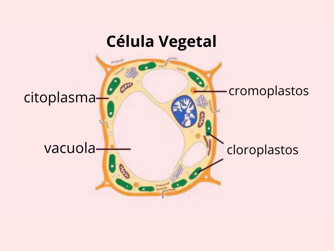 Cromoplastos: qué son, función y estructura - Enciclopedia Significados