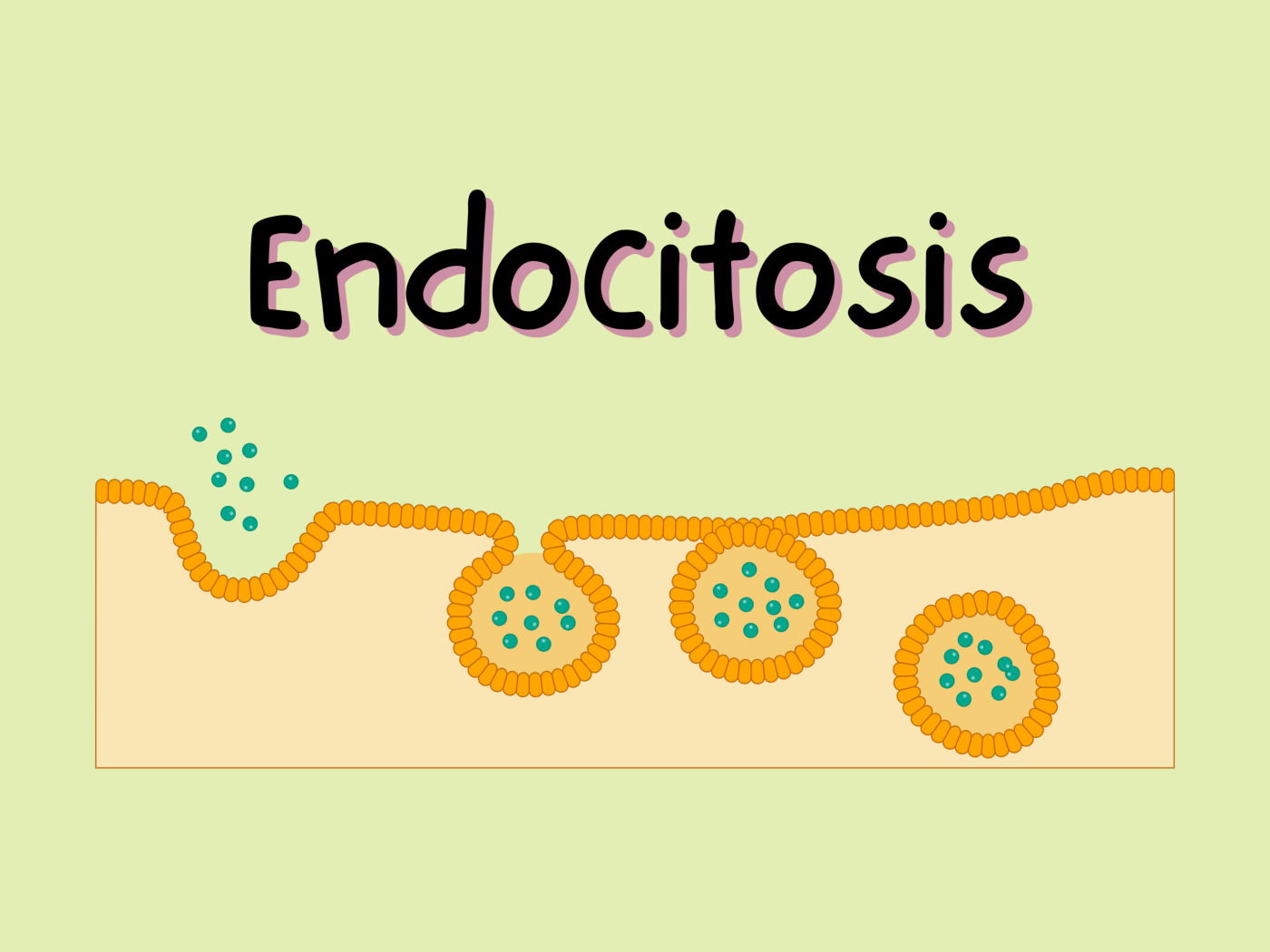 Endocitosis: qué es, función y tipos - Enciclopedia Significados