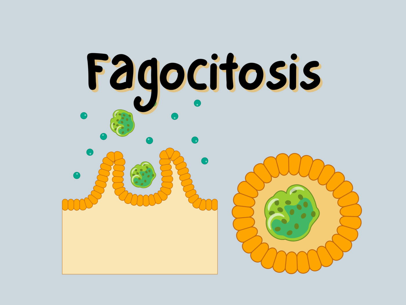 Fagocitosis: qué es, en qué consiste y etapas - Enciclopedia Significados