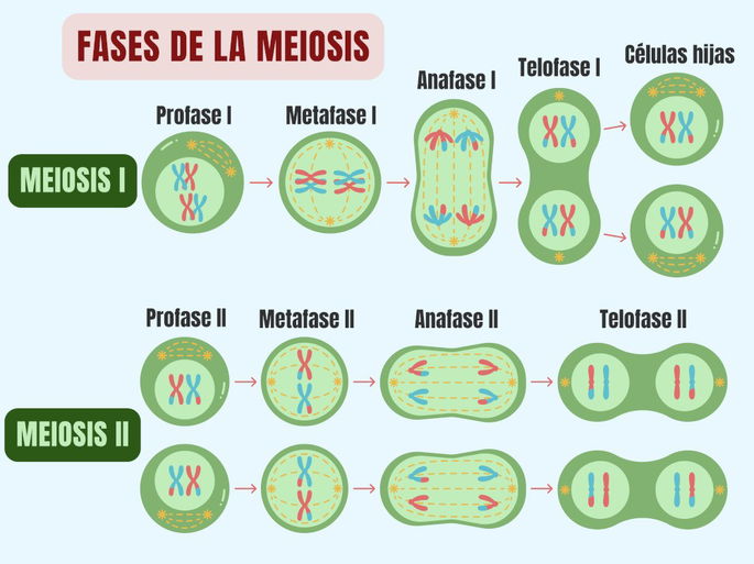 Etapas De La Meiosis Y Descripciones