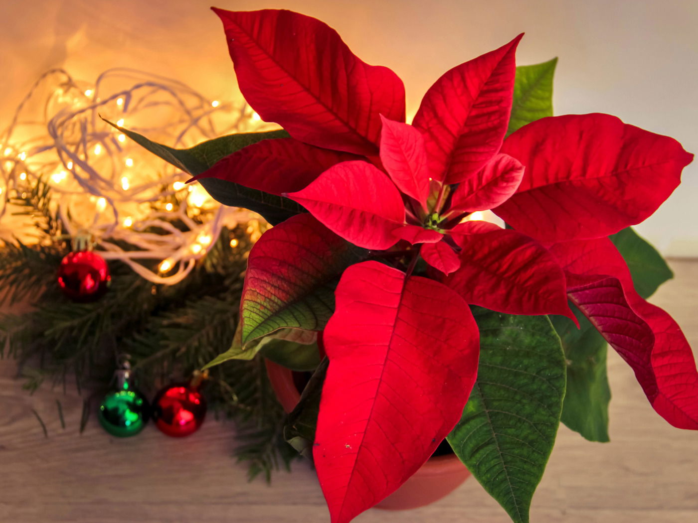 Significado de la Flor de Nochebuena: características y origen ...