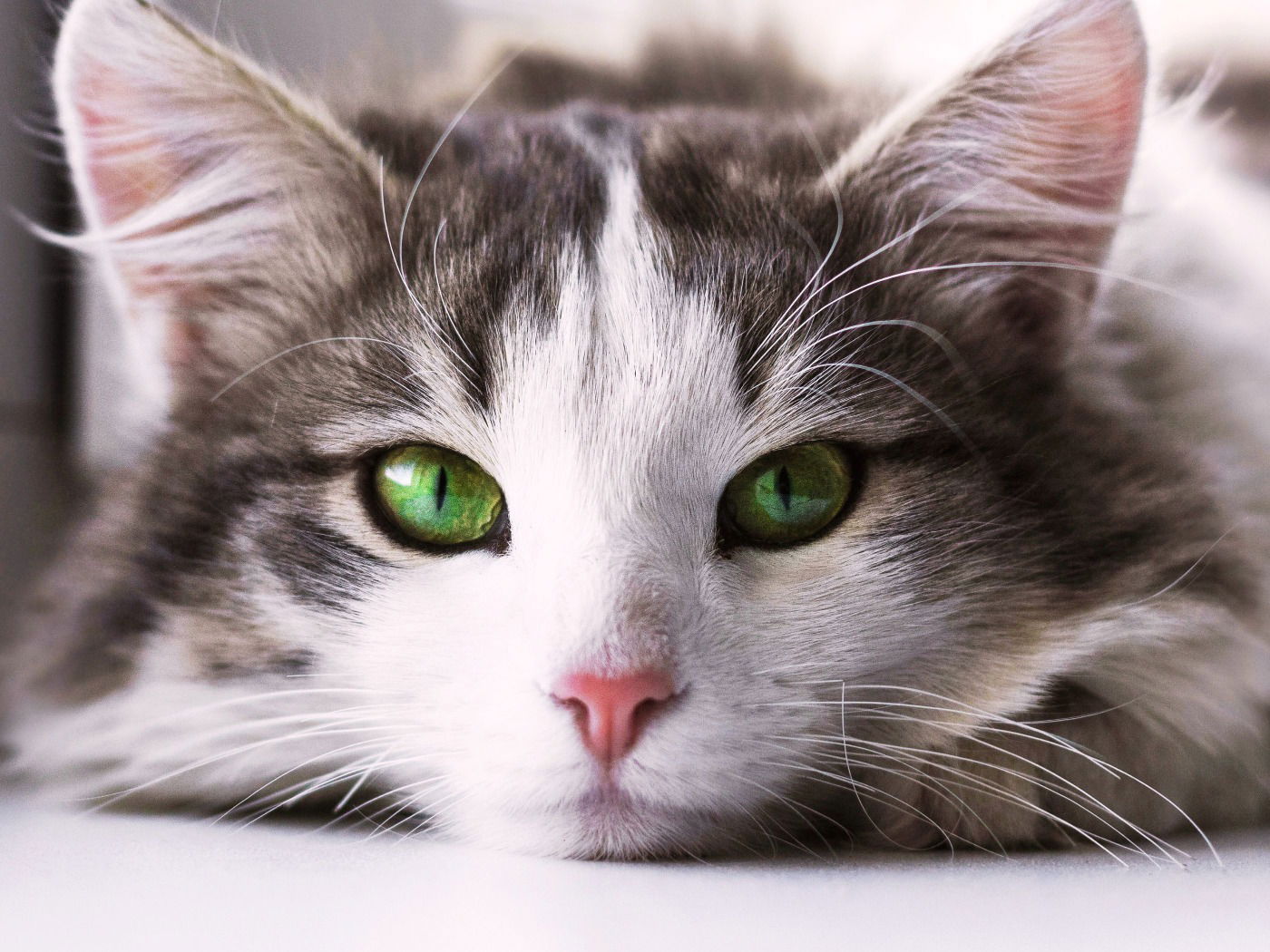 Gato: qué es, descripción, características y razas - Enciclopedia ... Gato: qué es, descripción, características y razas - Enciclopedia ...