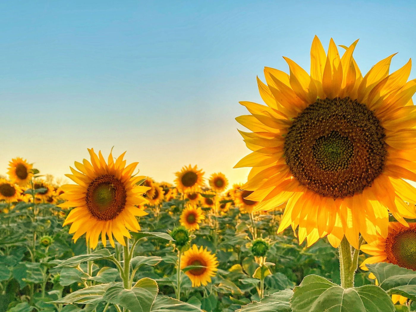 Girasol: qué es, características y ciclo de vida - Enciclopedia ...