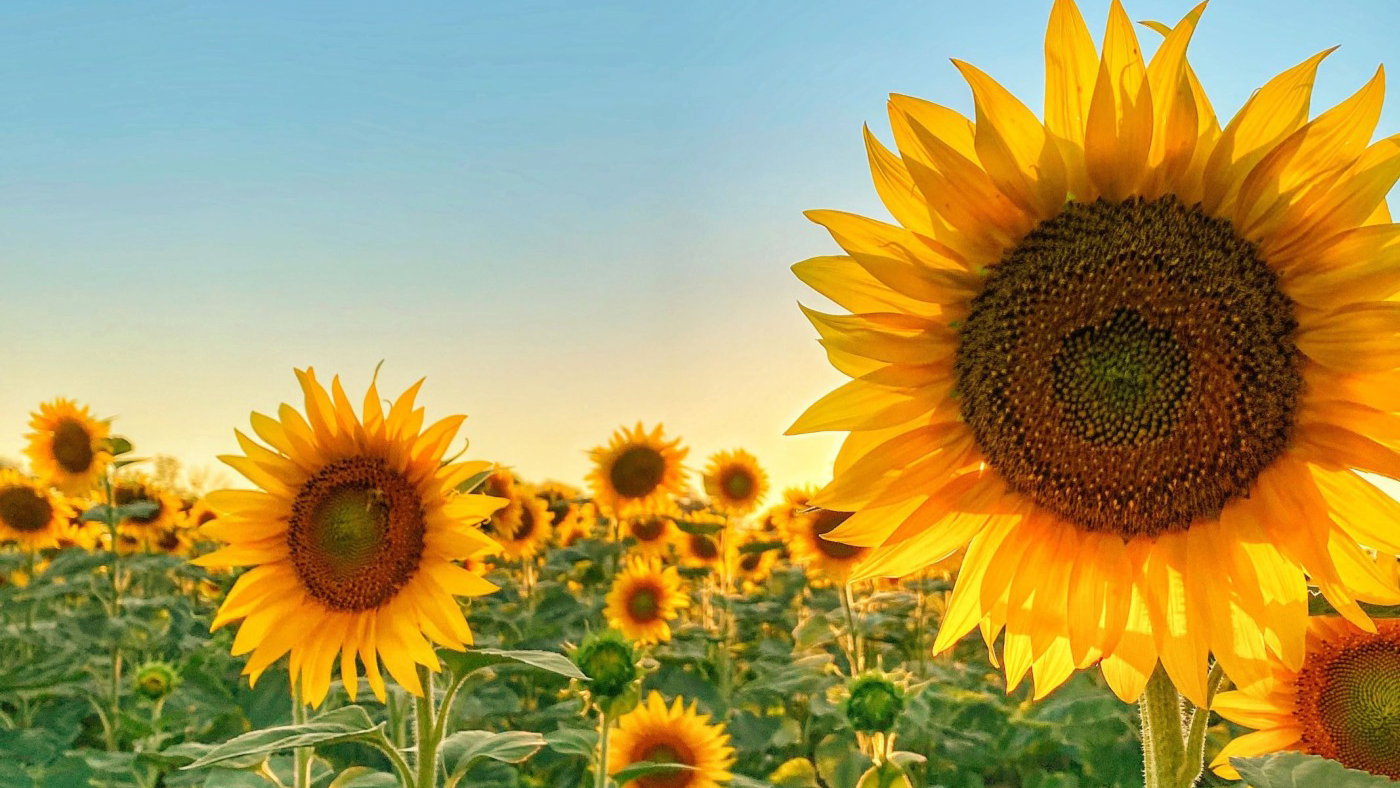 Ciclo De Vida Del Girasol Para Niños