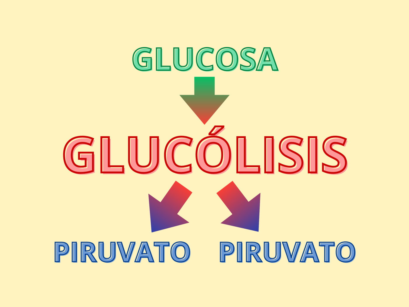 Glucólisis: qué es, dónde ocurre, reacciones, productos y enzimas ...