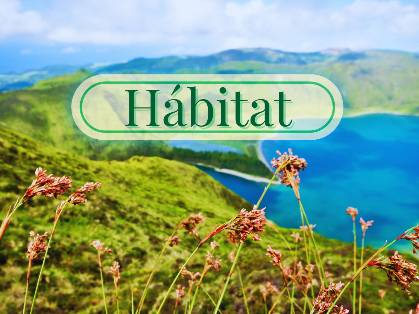 Hábitat: qué es, tipos y ejemplos - Enciclopedia Significados