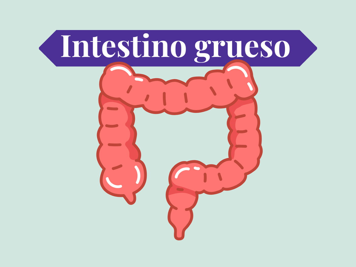 Intestino grueso: Qué es, características, partes y función ...