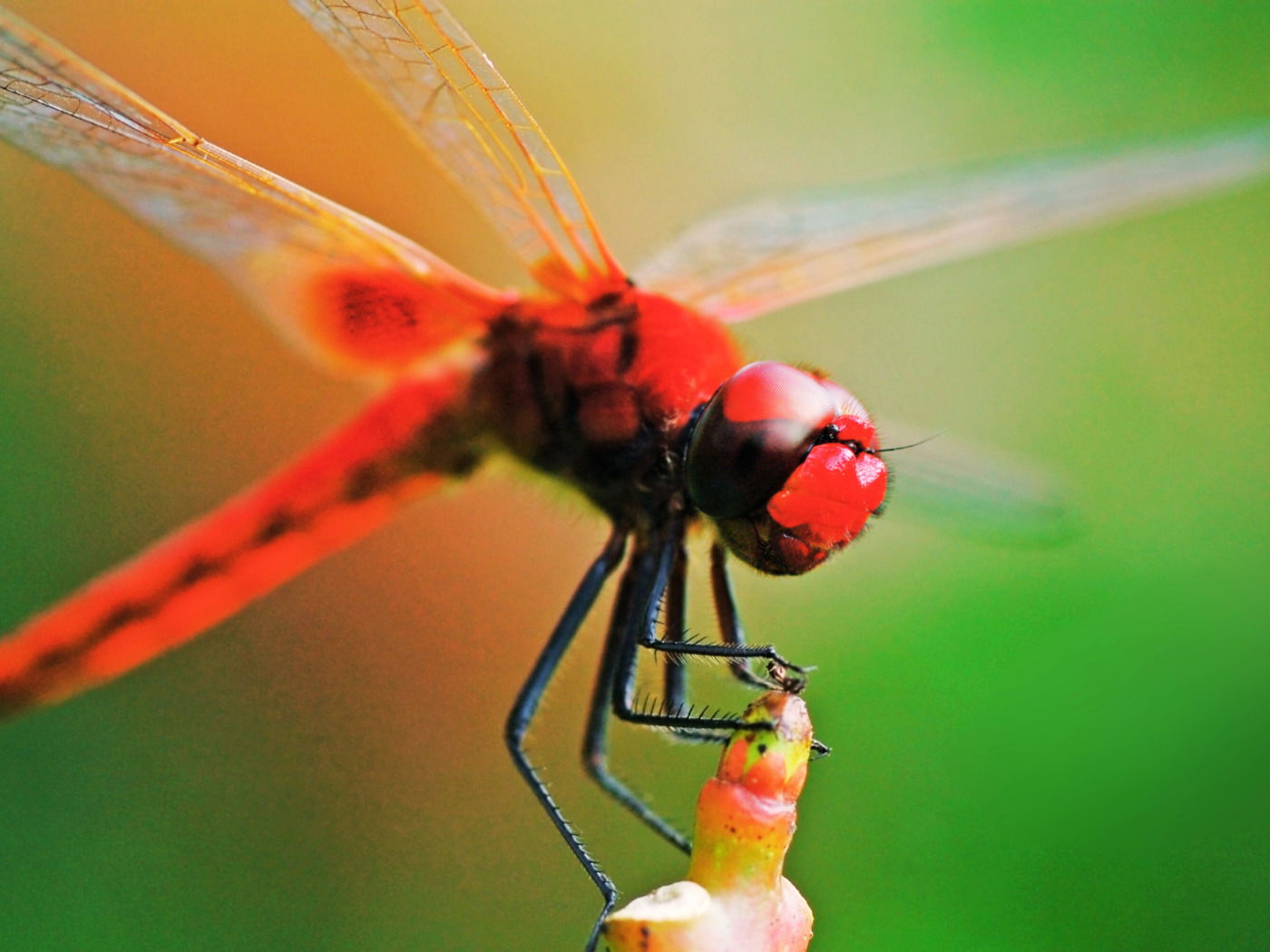 Significado de Libélula (qué es, ciclo de vida y qué representa ...