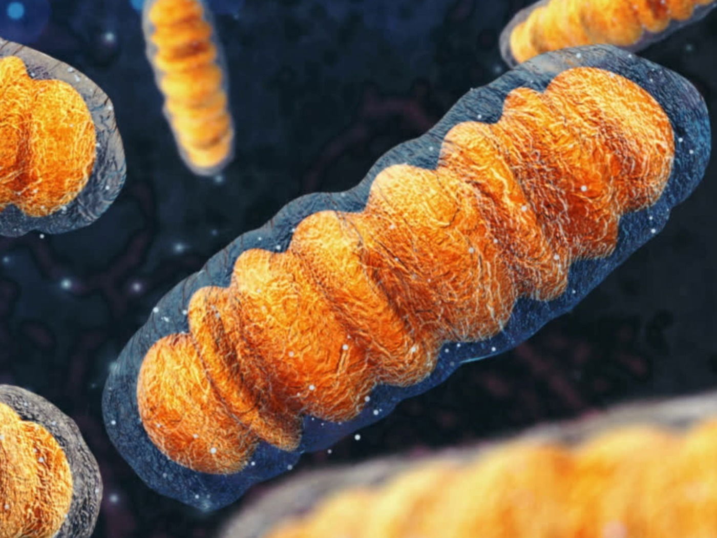 Mitocondria: qué es, características, estructura y función - Enciclopedia Significados