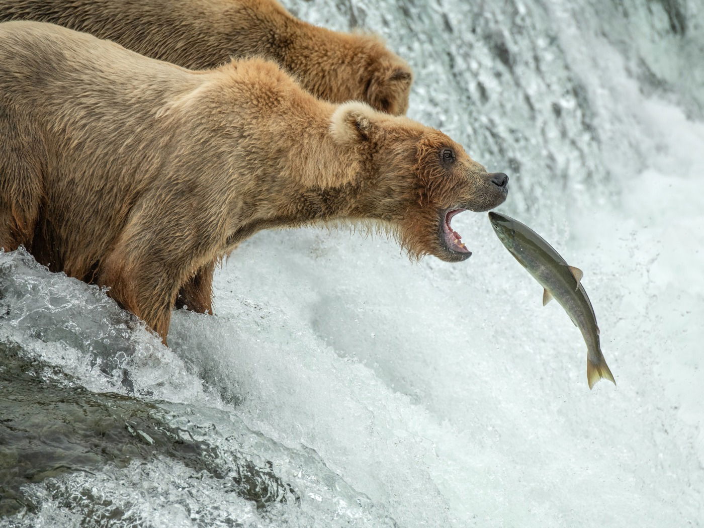 Animales omnívoros: cuáles son, ejemplos y características ...