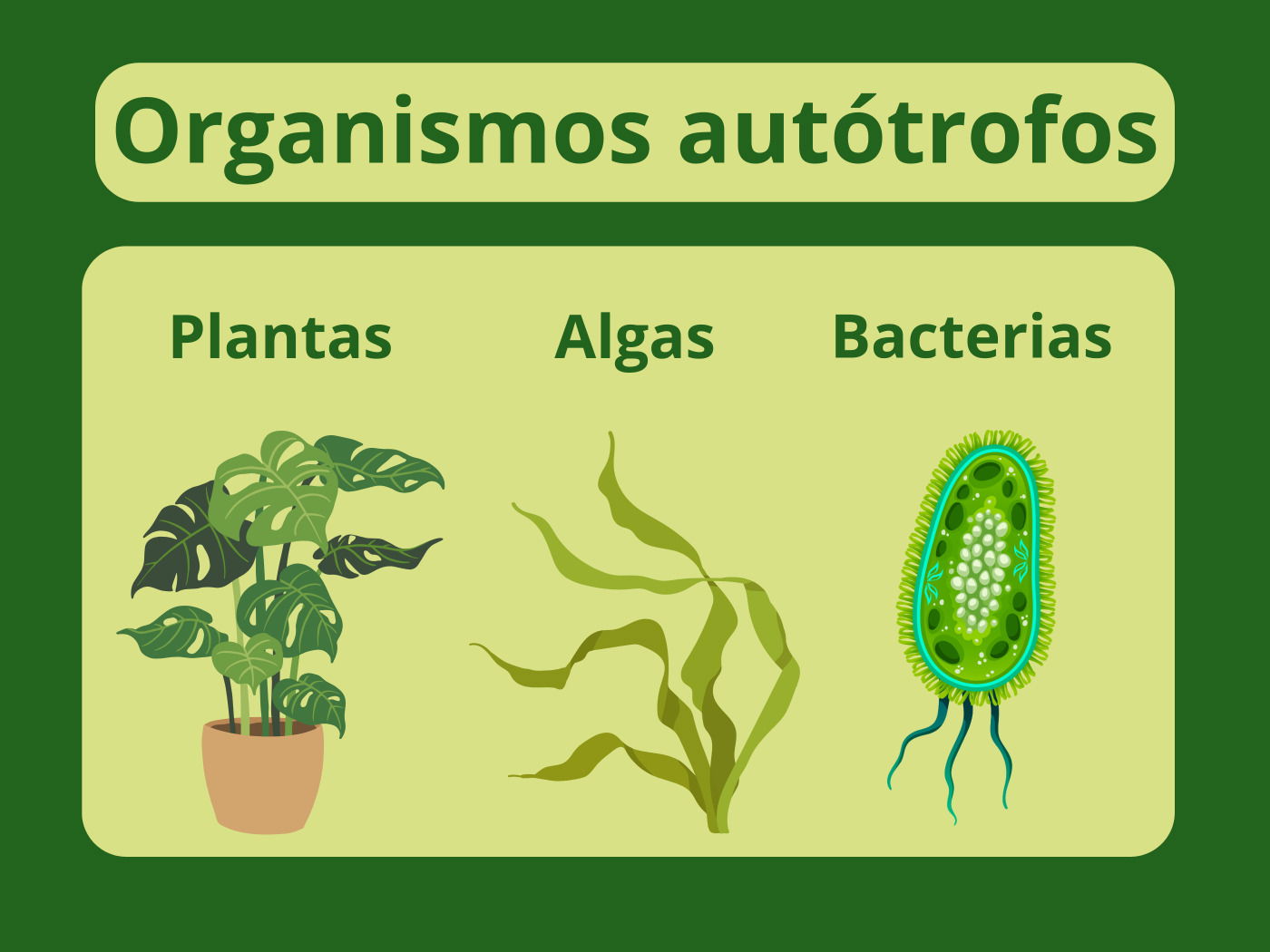 Organismos Autótrofos: qué son, tipos y ejemplos - Enciclopedia ...