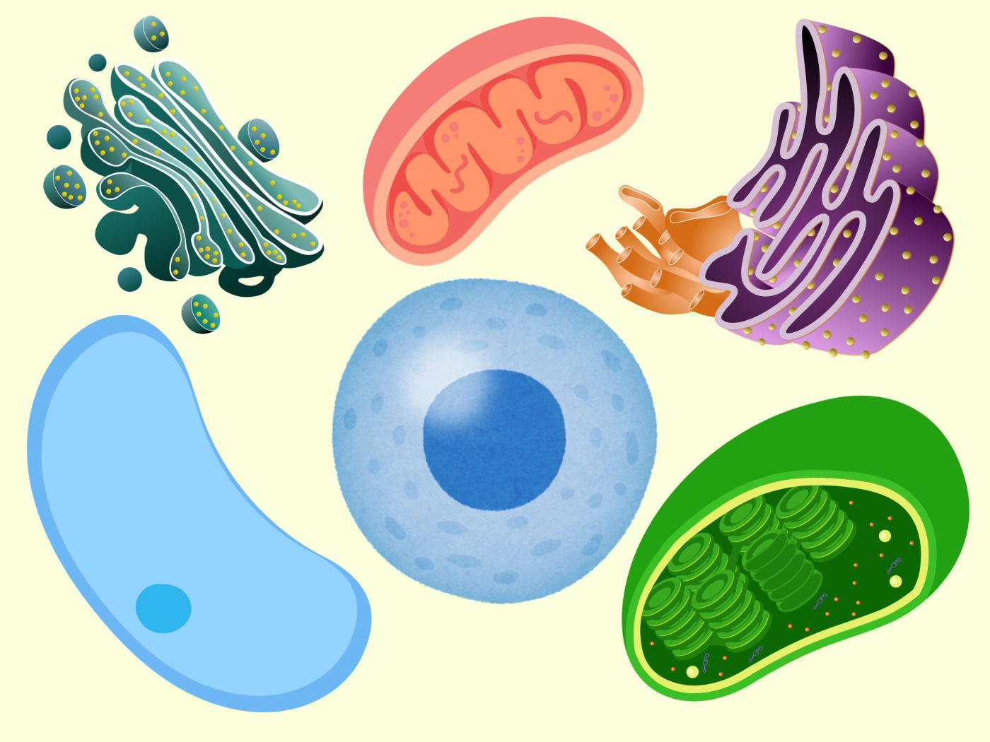 Organelos celulares: qué son, función y tipos - Enciclopedia Significados