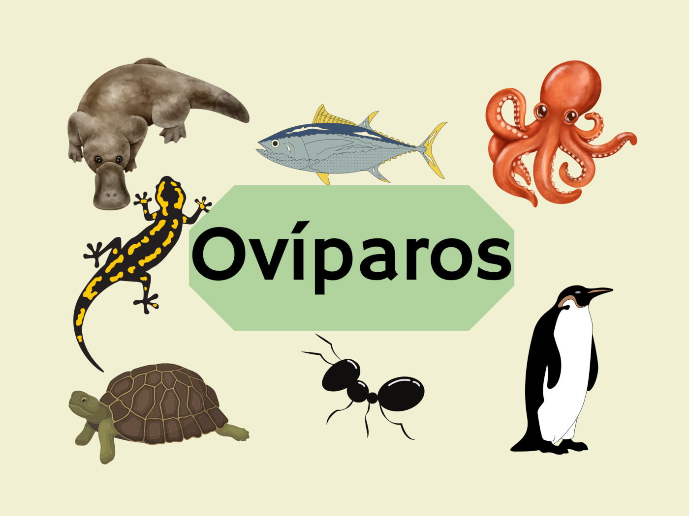 Animales Ovíparos: qué son, cuáles, fecundación y ejemplos ...