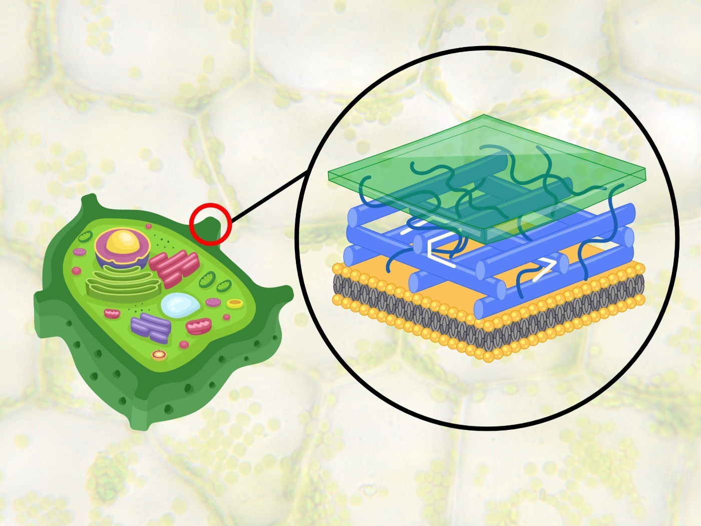 Dibujo Simple De Pared Celular Paredes Celulares (vegetal Y Fungal)