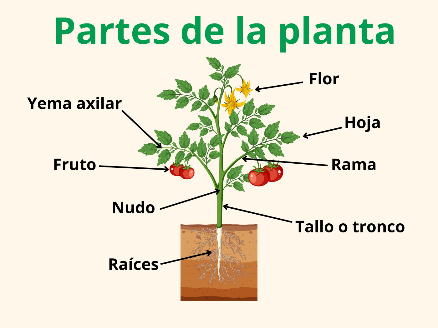 Partes de la planta: cuáles son, estructura y funciones - Enciclopedia ...