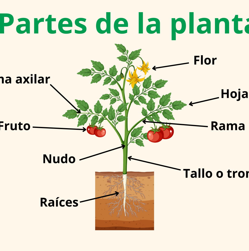 Anatomía Del Tallo De La Planta
