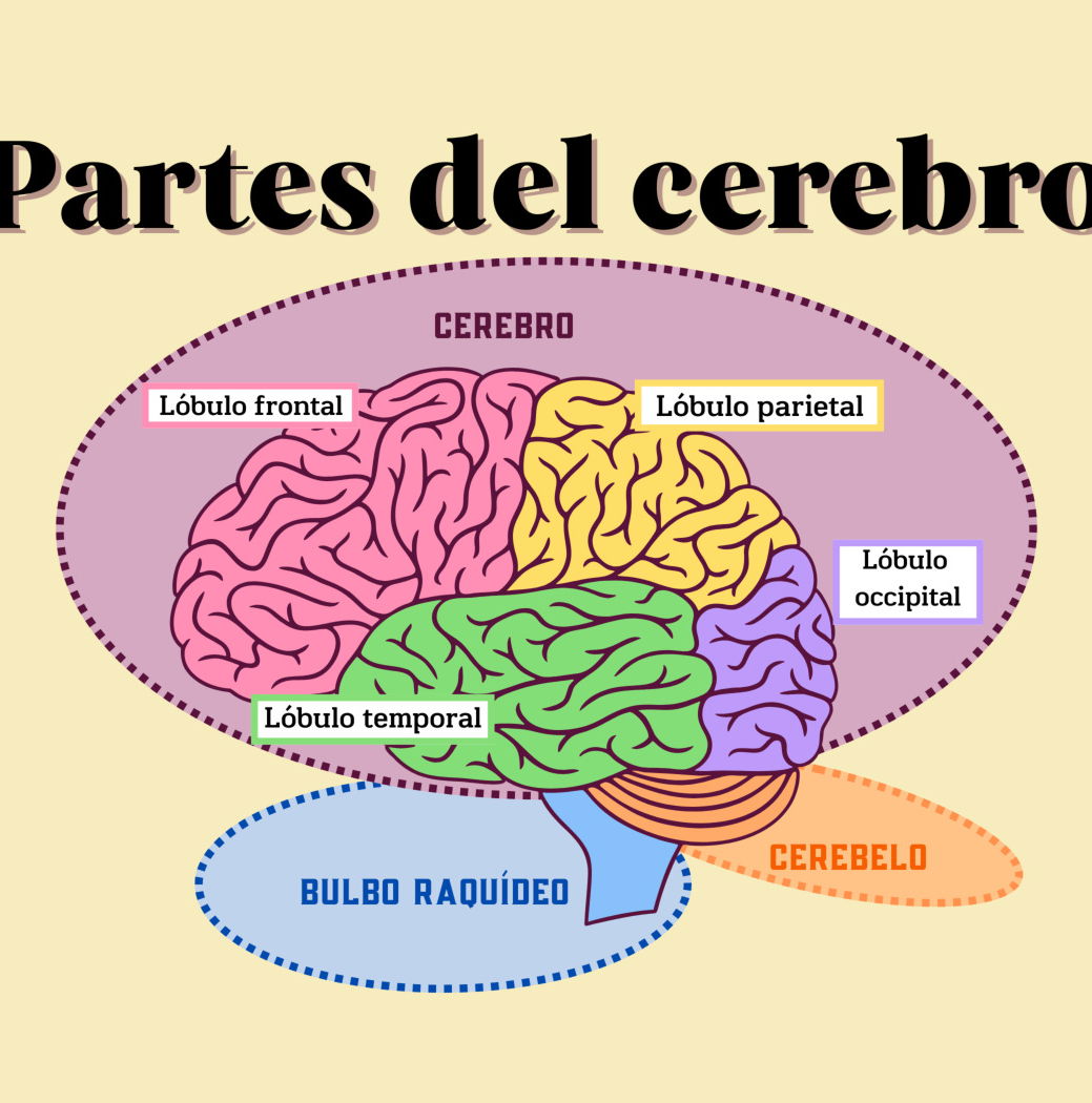 Las Partes Que Componen Tu Cerebro Y Sus Funciones Partes Del Cerebro