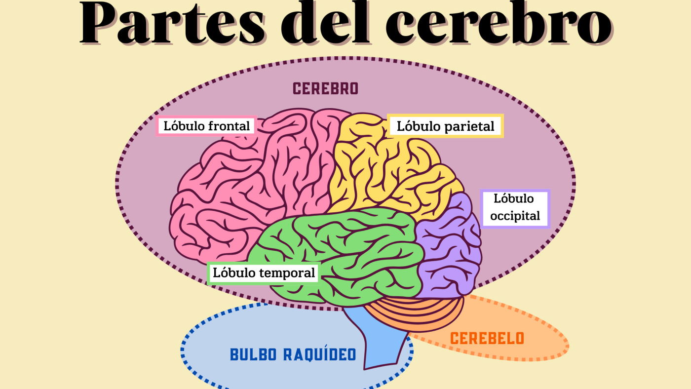 Partes Del Cerebro Humano