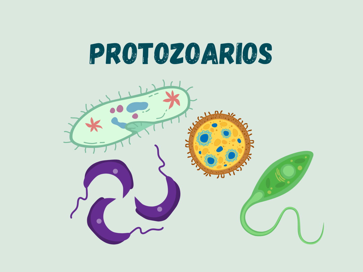 Estrutura Dos Protozoarios Vírus, Bactérias E Protozoários: Quais