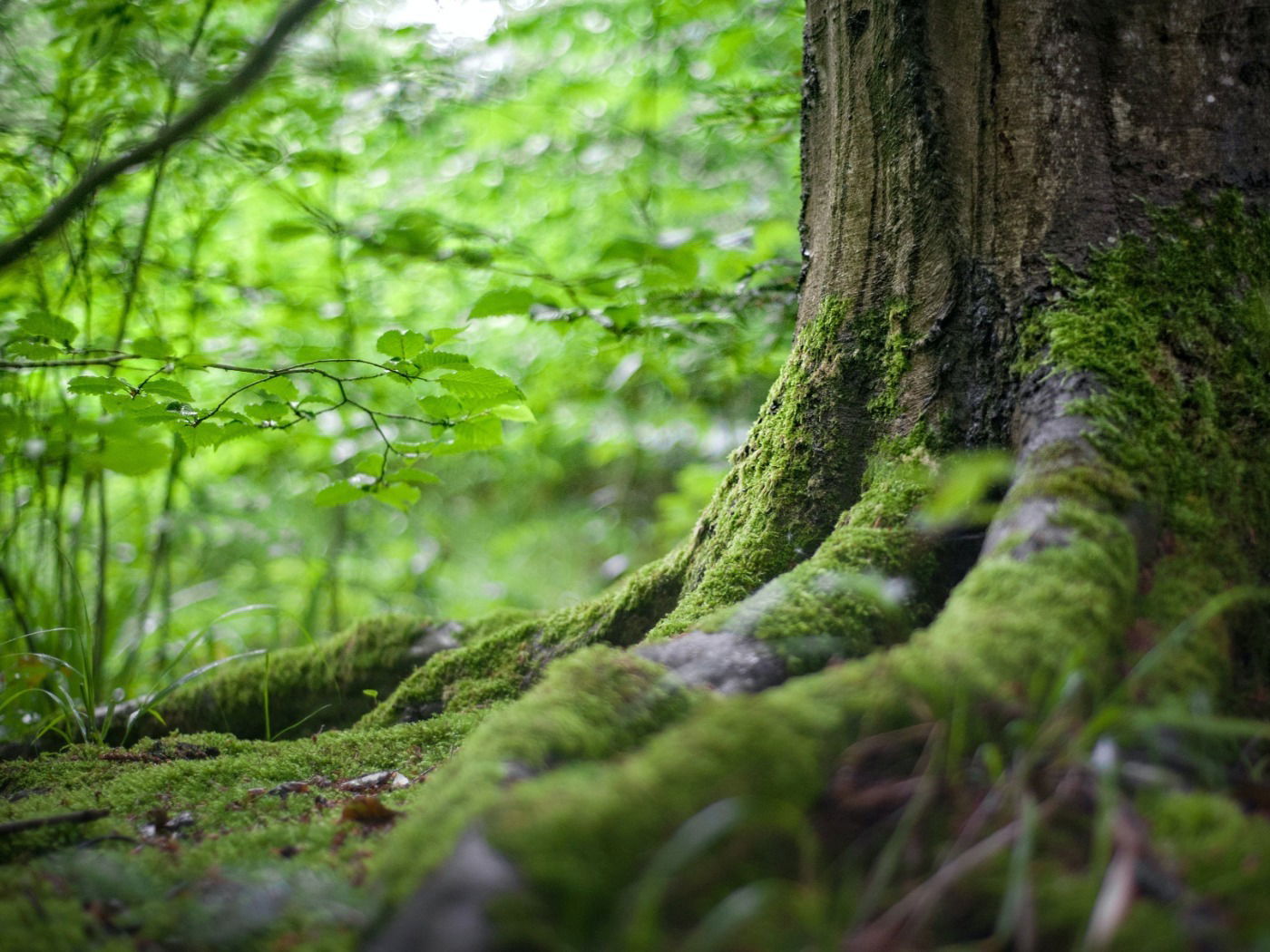 Reino Vegetal (Plantae): qué es, características, ejemplos y clasificación - Enciclopedia ...