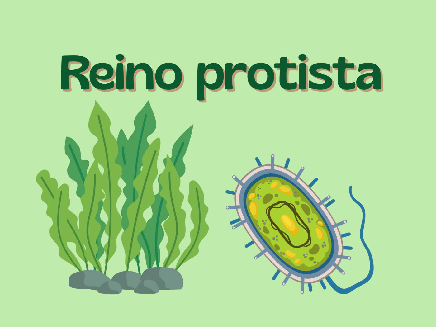 Reino Protista: qué es, características, clasificación y ejemplos ...