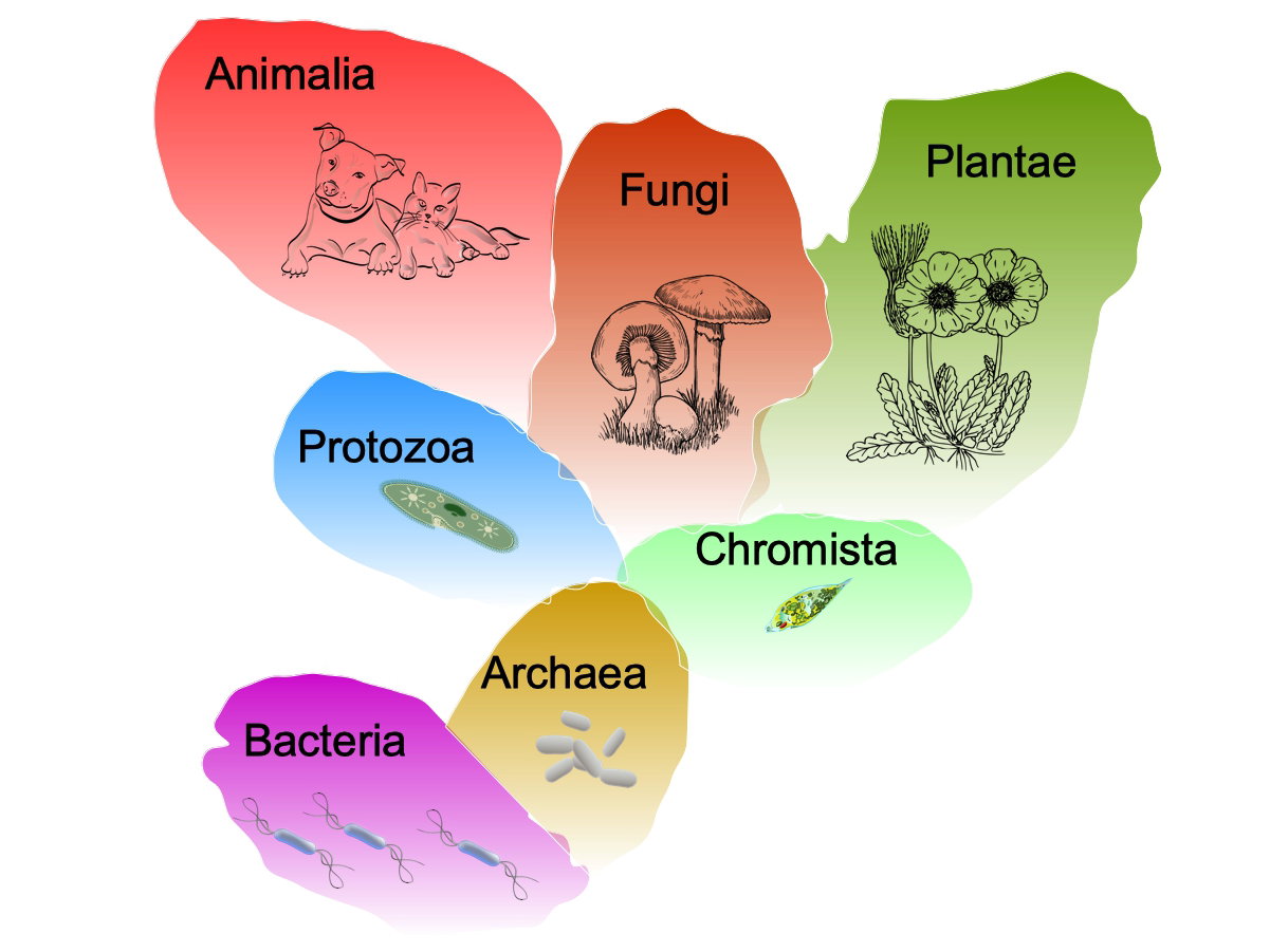 Reino en Biolog a Qu Es Significado Y Tipos Enciclopedia
