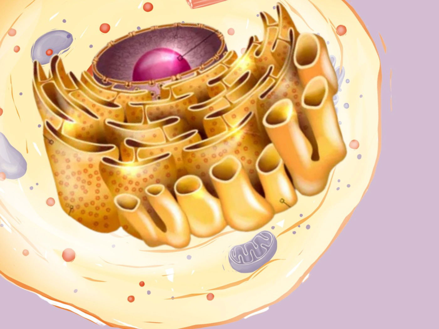Dibujo Del Retículo Endoplasmático Liso Resúmenes De Retículo