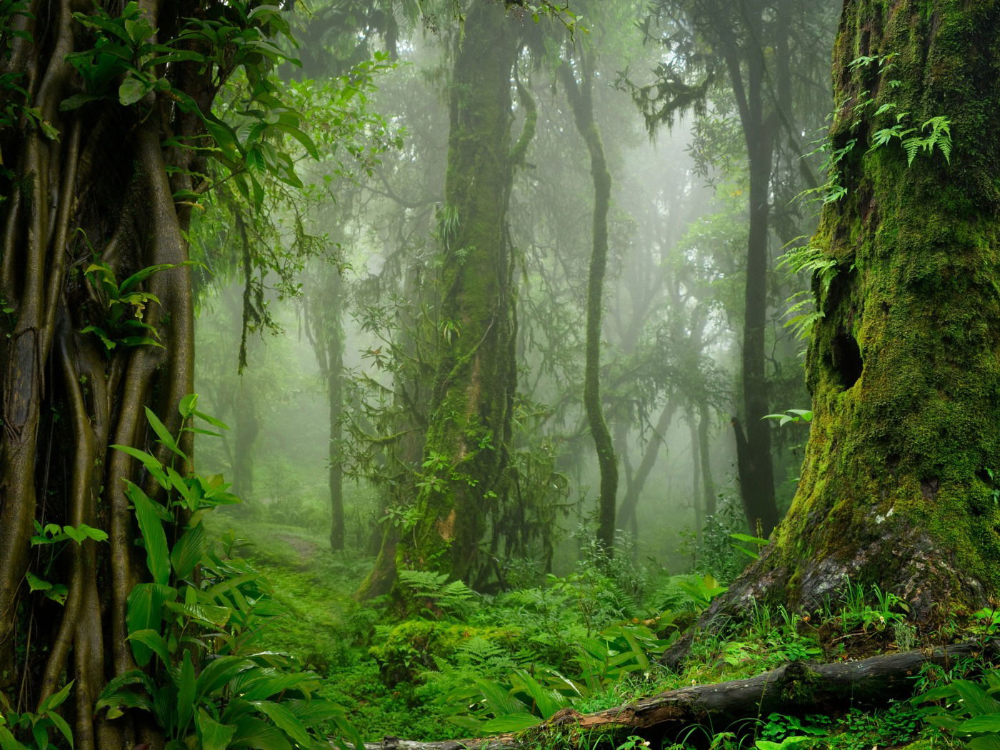 Selva Húmeda: qué es, clima, características, fauna y flora ...