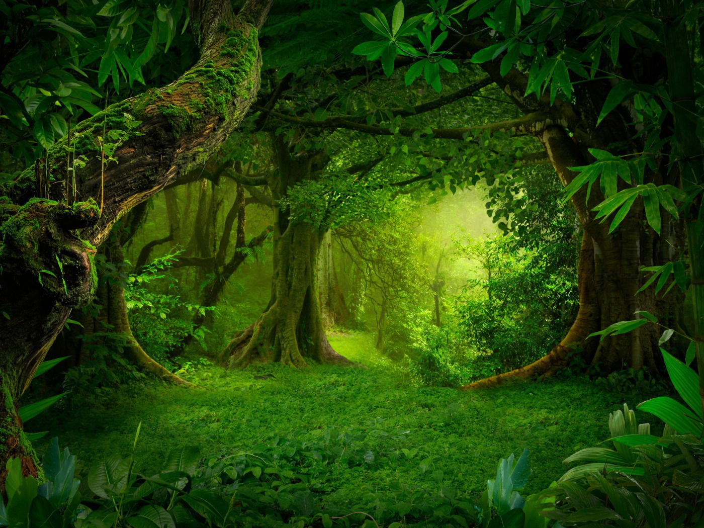 Selva: qué es, características, clima, flora, fauna y tipos ...