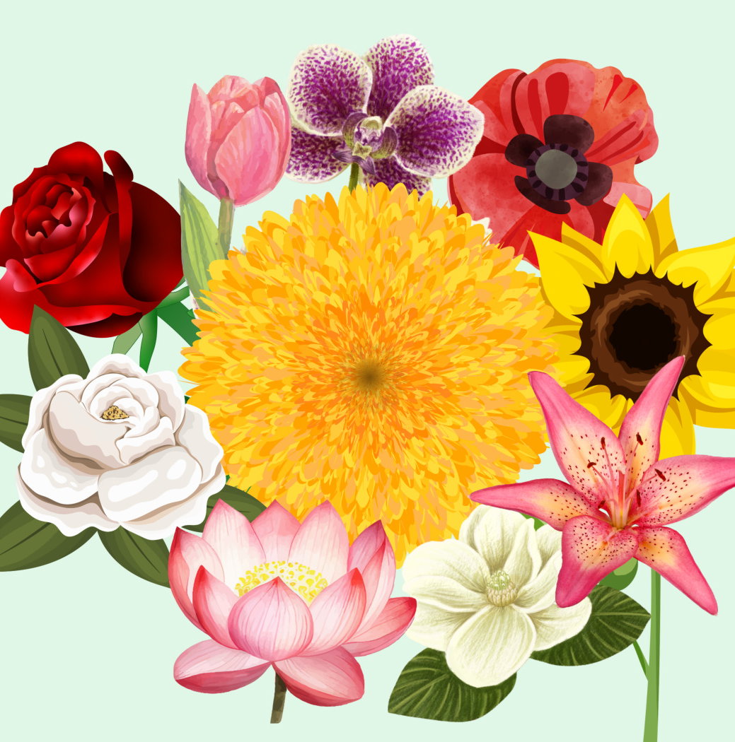 Tipos De Flores Y Su Significado