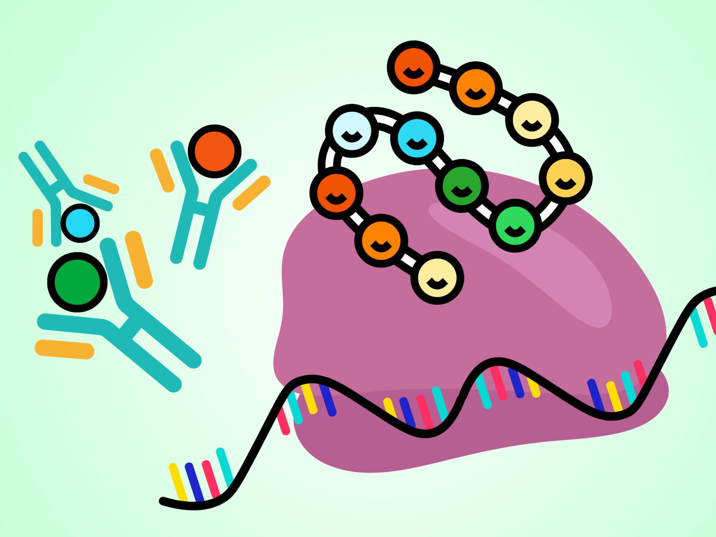 Síntesis de Proteínas: qué es y etapas (con dibujos) - Enciclopedia ...