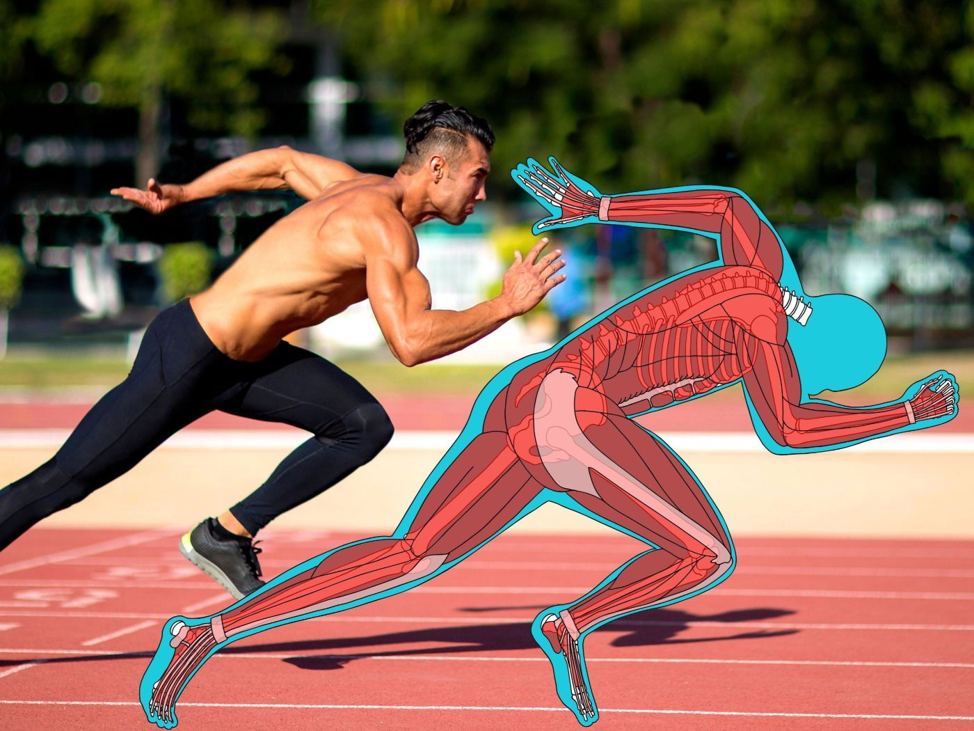 Dibujo Del Sistema Locomotor Resultado De Imagen De Aparato Locomotor