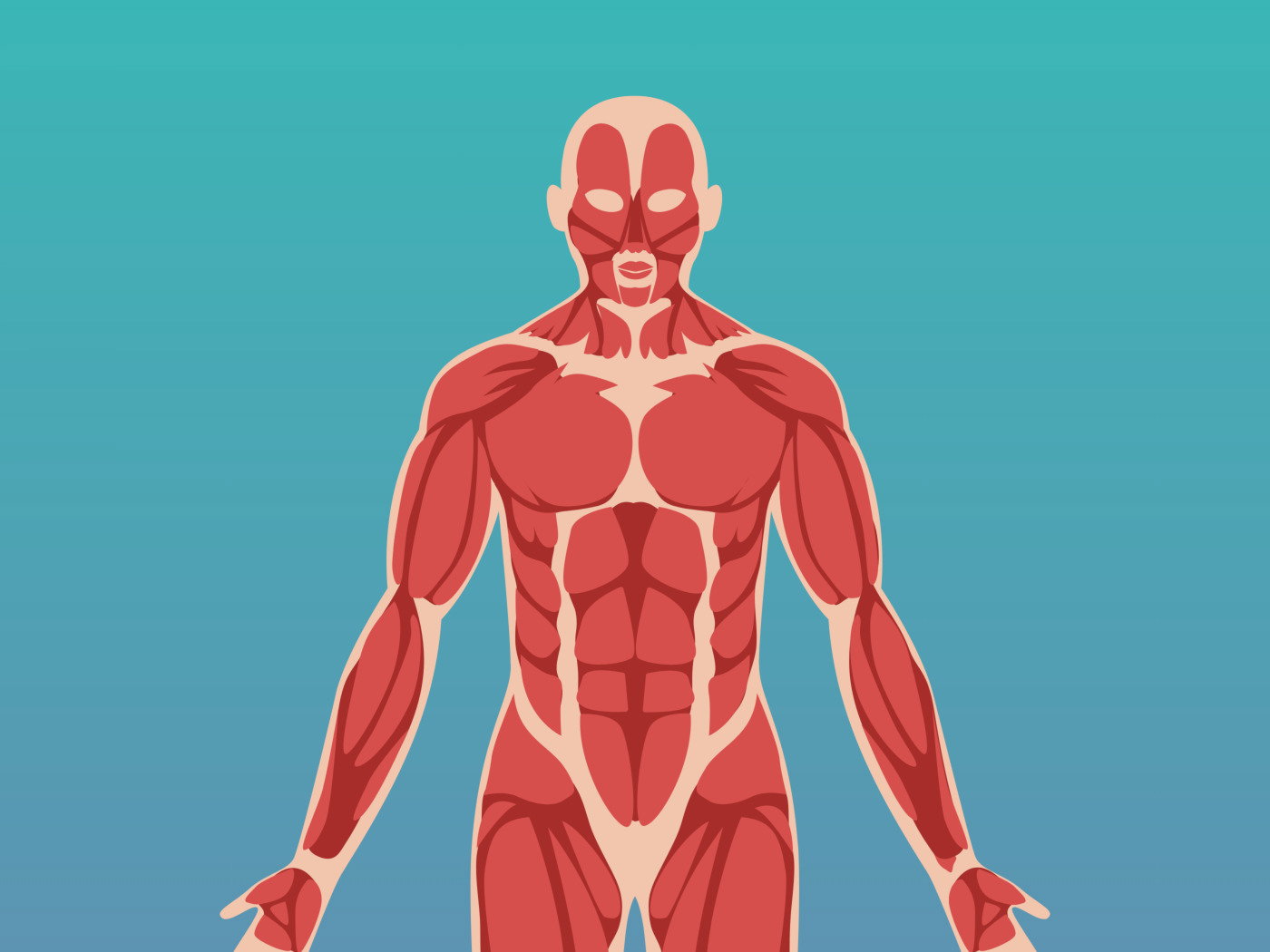 Sistema Muscular: qué es, funciones y partes (con dibujos ...