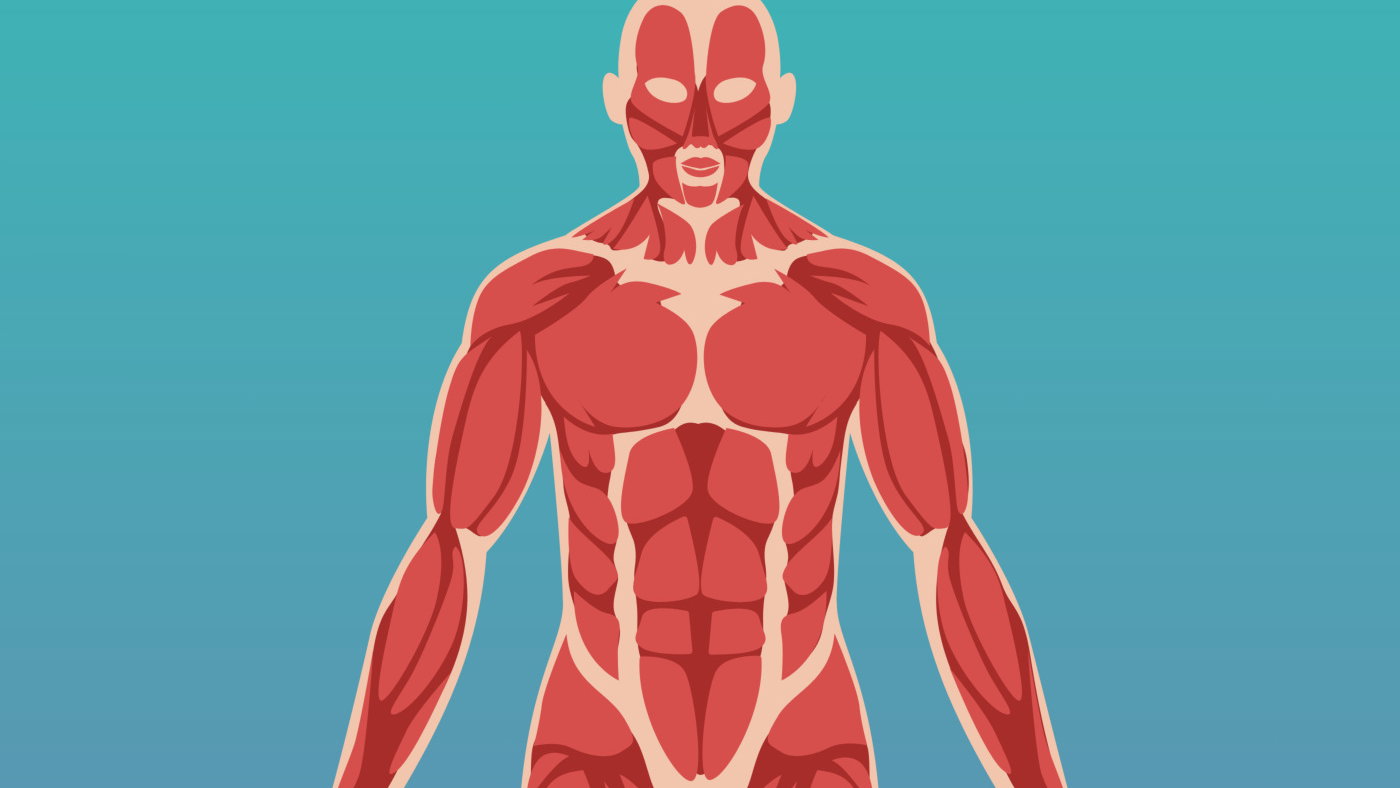 Imgenes Del Sistema Muscular Sistema Muscular