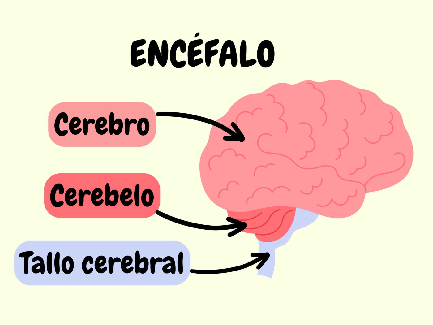 Sistema Nervioso Central: Qué es, partes, funciones y características ...