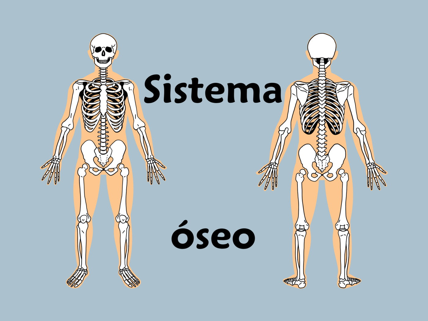 Sistema Oseo Con Sus Partes
